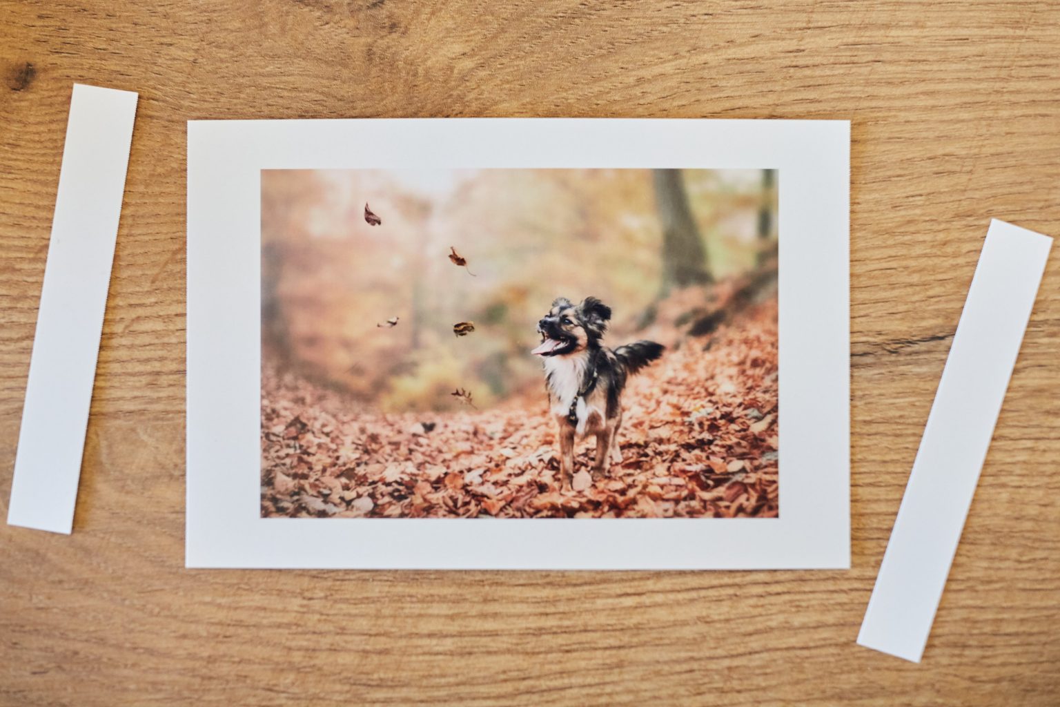 Canon Selphy CP1500 - przenośna drukarka dla profesjonalistów i nie ...