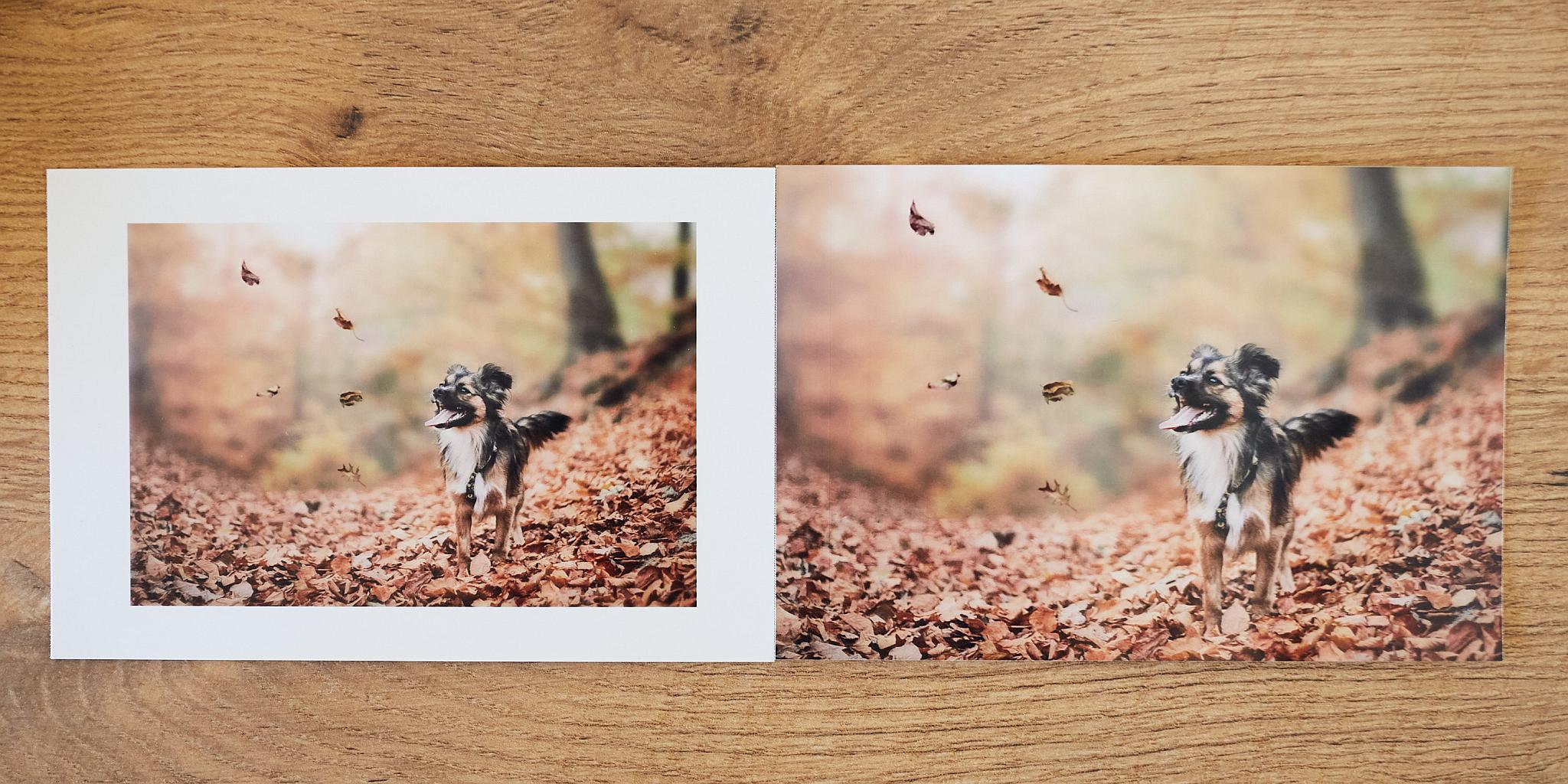 Canon Selphy CP1500 - przenośna drukarka dla profesjonalistów i nie ...